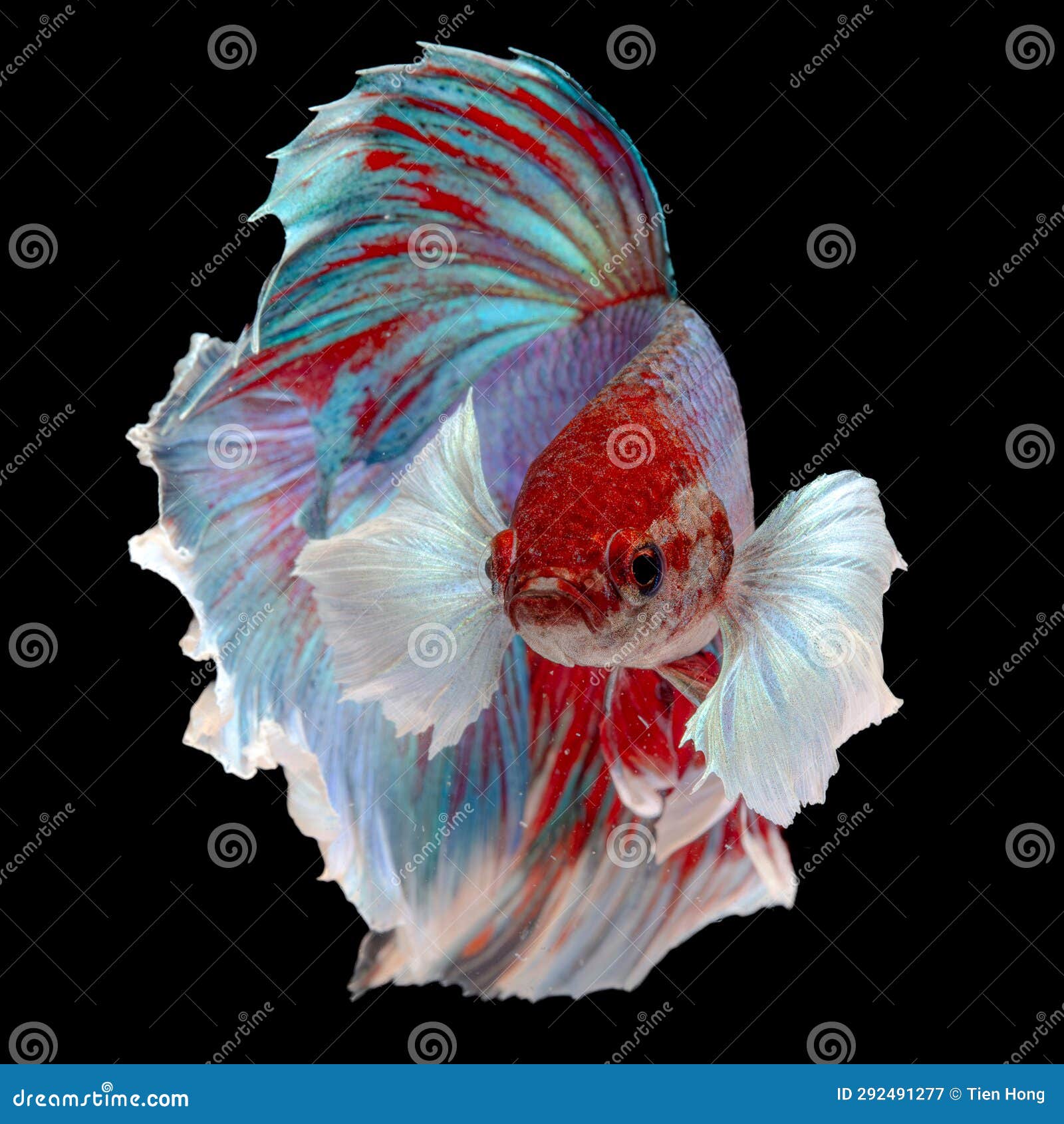 Male Dumbo Betta Fish Swimming On A Black Background Royalty-Free Stock ...