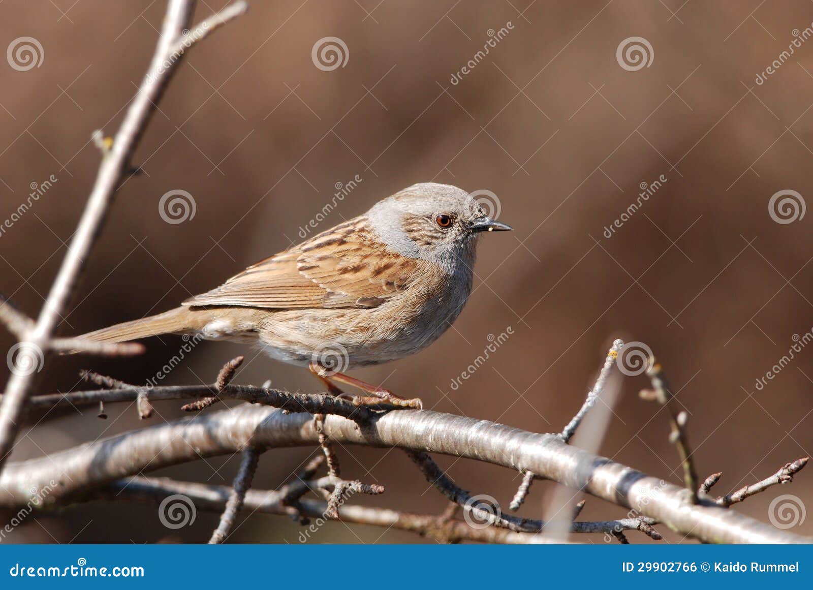 Male Dunnock stock photo. Image of wilderness, portrait - 29902766