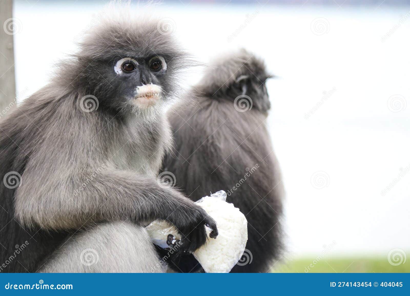 A male dusky leaf monkey stock photo. Image of thailand - 274143454
