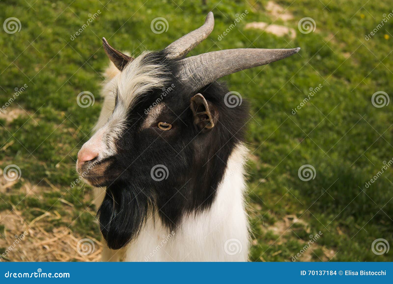 Male of dwarf tibetan goat stock photo. Image of beauty - 70137184