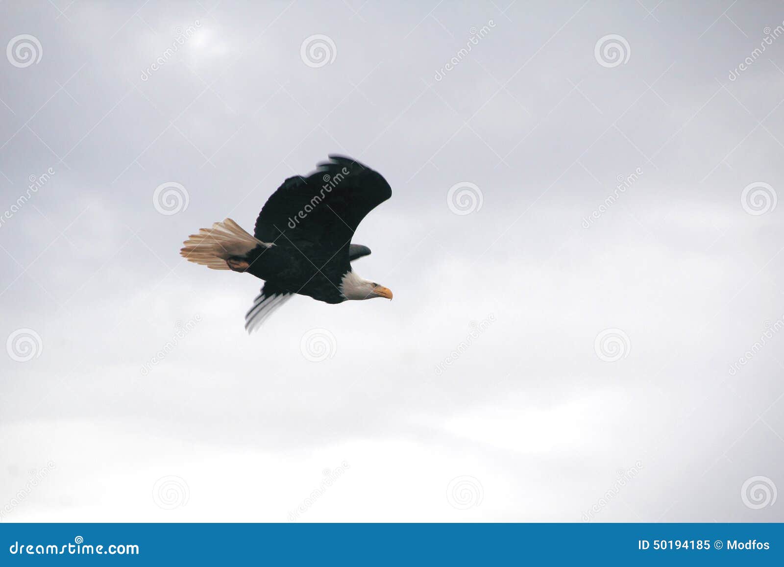Male Eagle in Flight stock image. Image of flying, feathered - 50194185