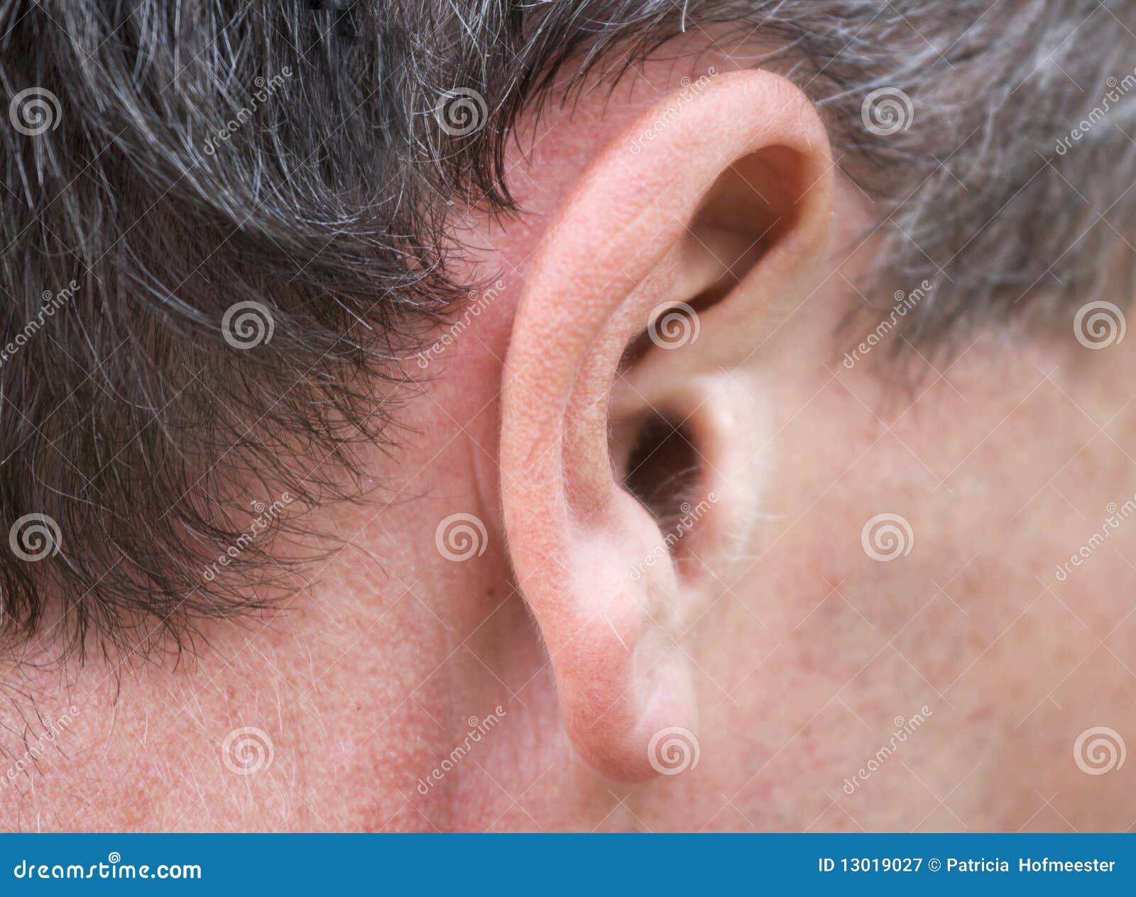 Male Ear Royalty Free Stock Photography - Image: 13019027