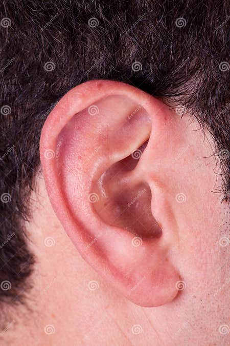Male Ear stock image. Image of earlobe, closeup, bright - 9037503