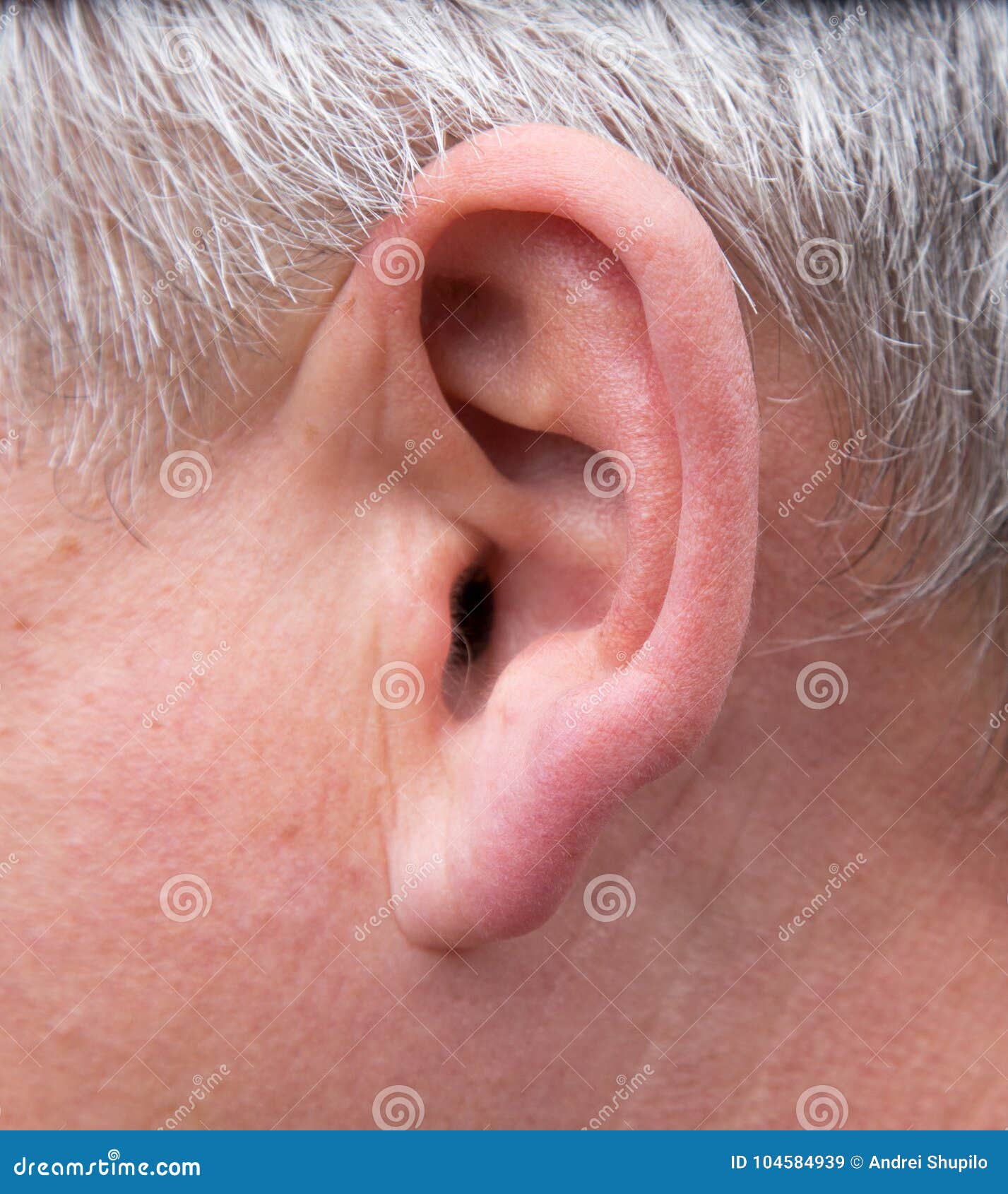 Male ear. macro stock image. Image of macro, body, front - 104584939