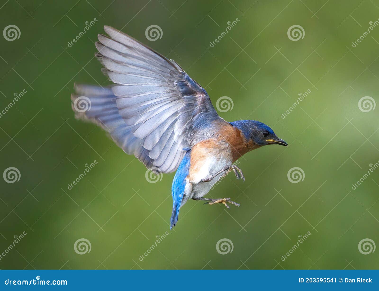 Male Eastern Blue Bird in Flight Stock Image - Image of bird, wing ...