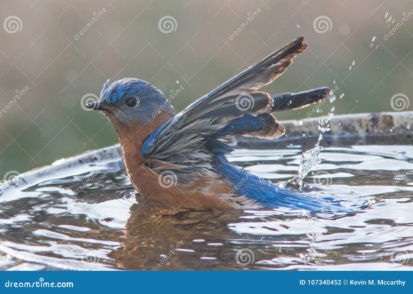 Male Eastern Blue Bird stock photo. Image of bluebird - 107340452