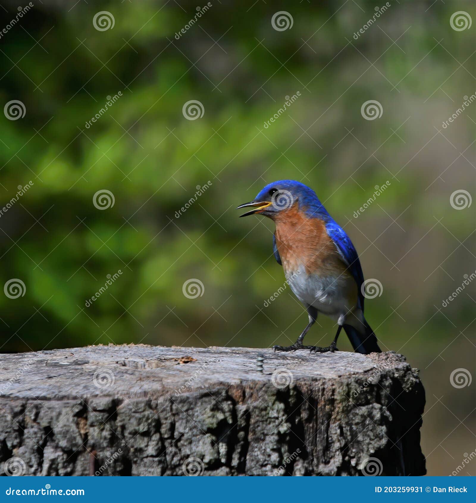 Male Eastern Blue Bird on Tree Stump Stock Image - Image of wildlife ...