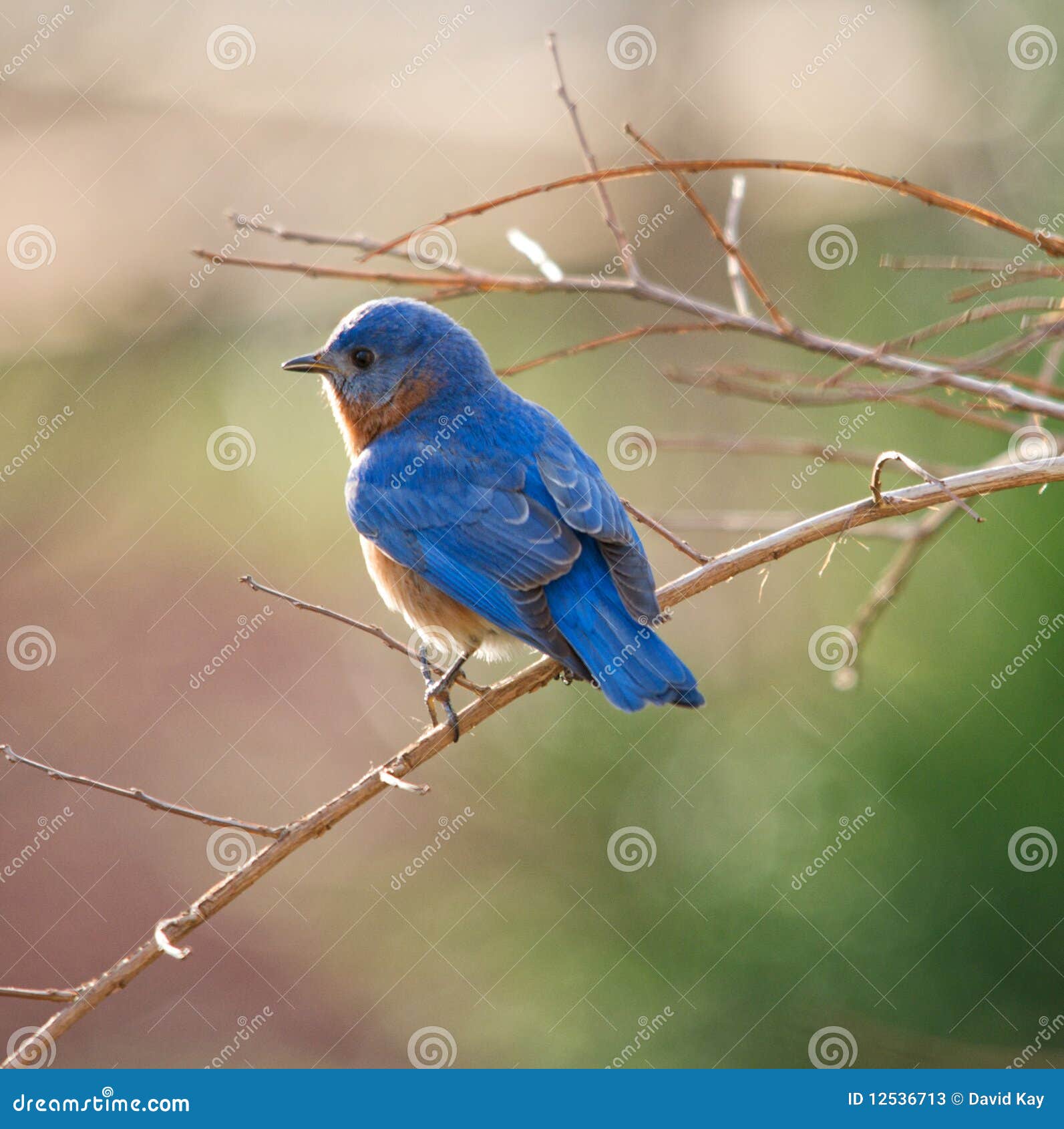 Male Eastern Bluebird stock image. Image of wildlife - 12536713