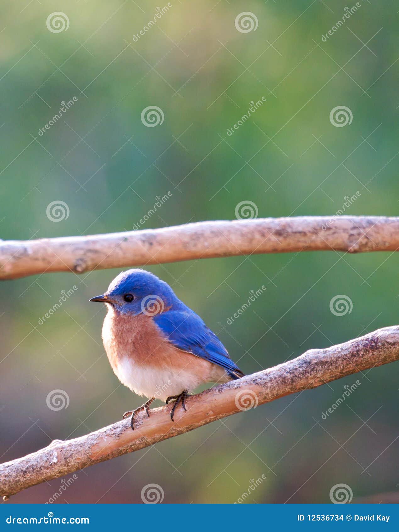 Male Eastern Bluebird stock photo. Image of blue, beauty - 12536734