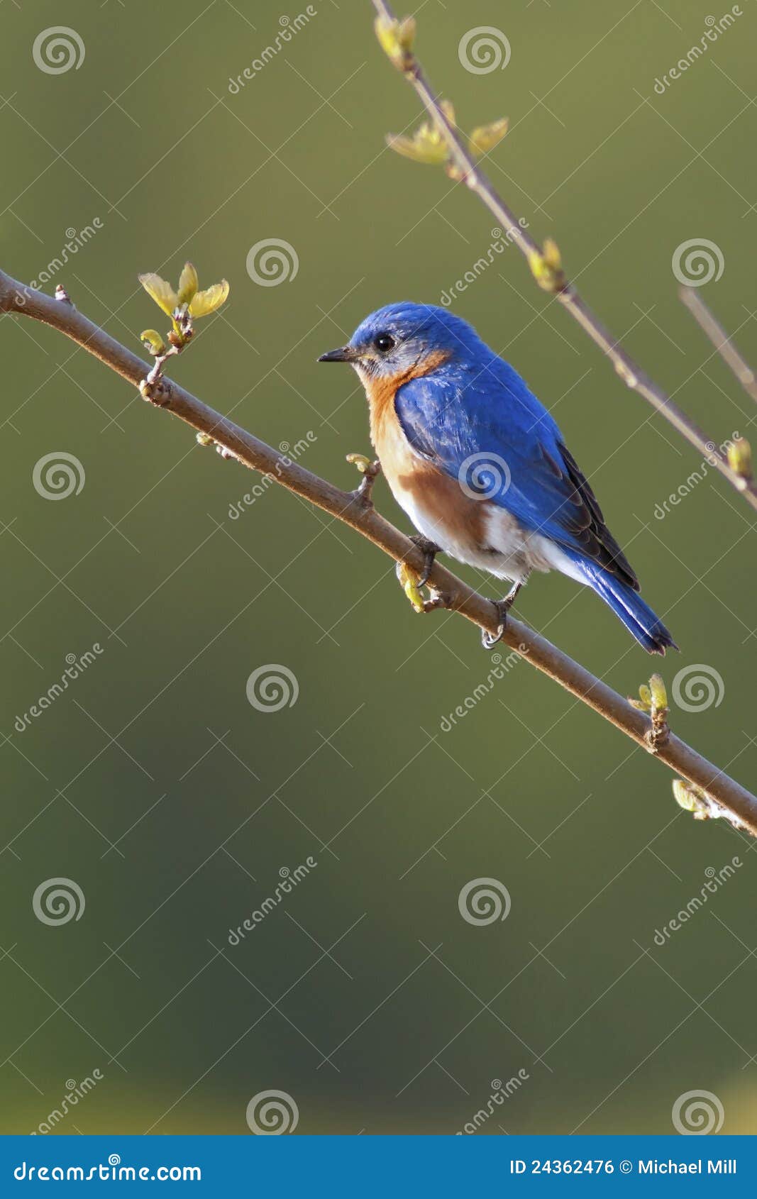 Male Eastern Bluebird Feeding Nestlings Stock Photography ...