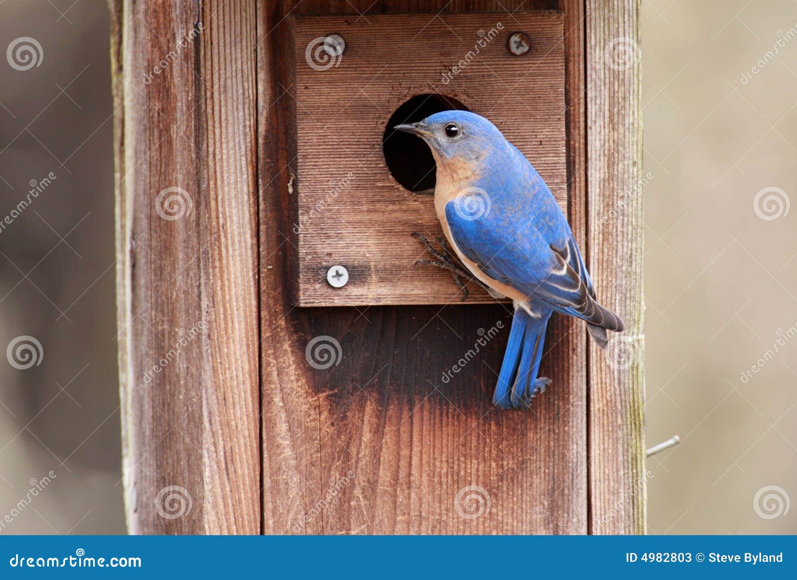 Male Eastern Bluebird stock image. Image of spring, birding - 4982803