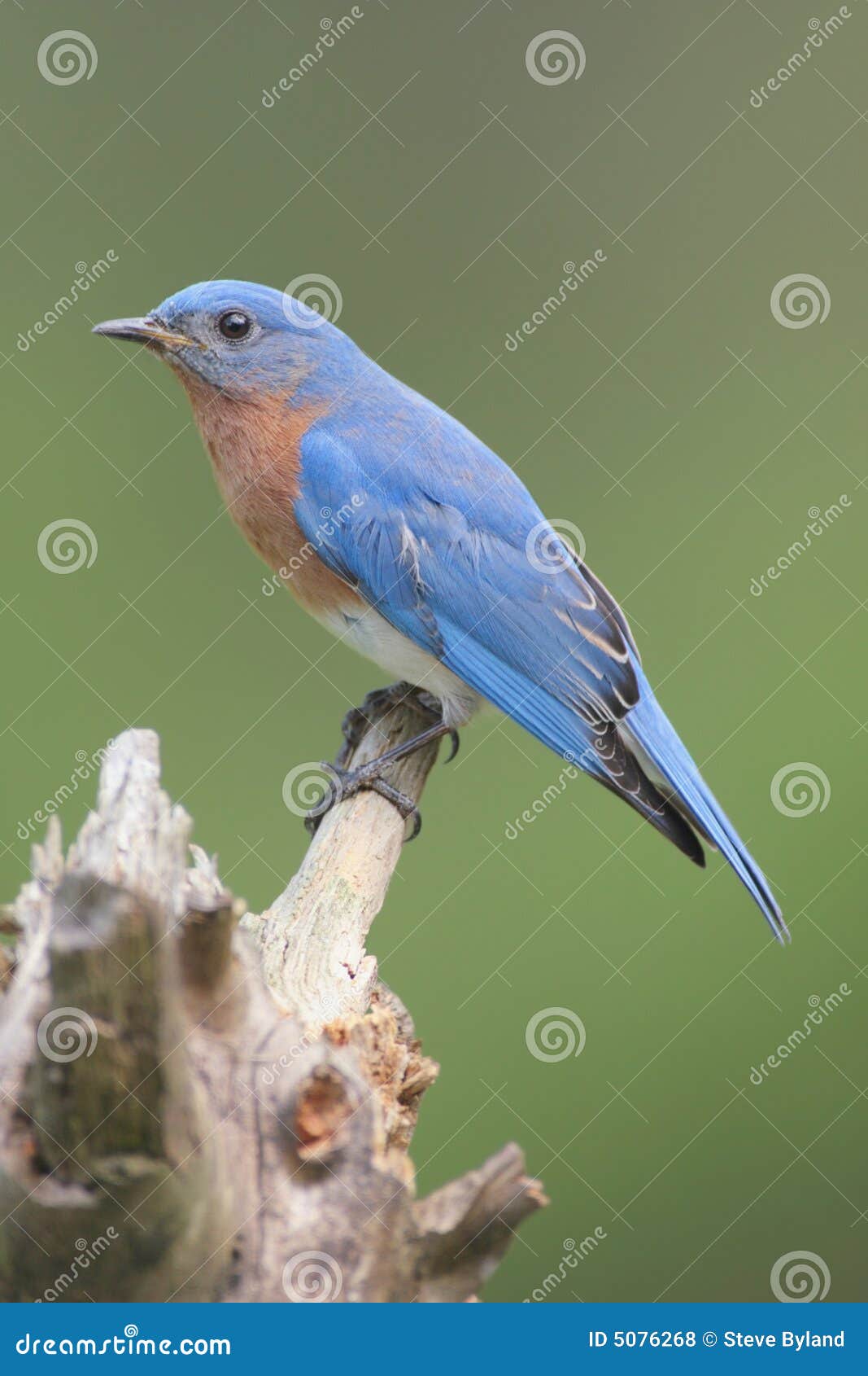 Male Eastern Bluebird stock photo. Image of spring, songbirds - 5076268