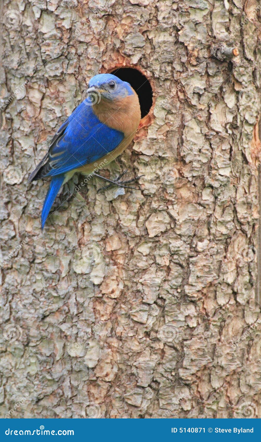 Male Eastern Bluebird stock image. Image of sialis, spring - 5140871