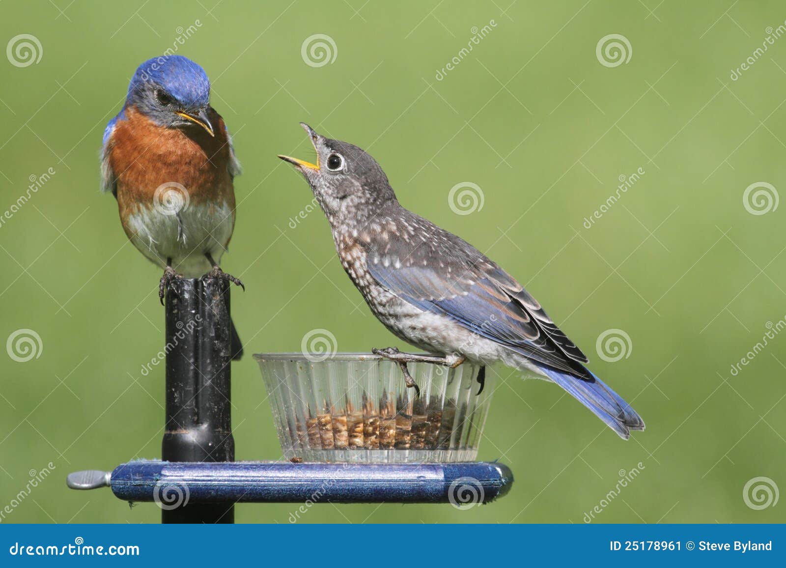 Male Eastern Bluebird Feeding Nestlings Stock Photography ...