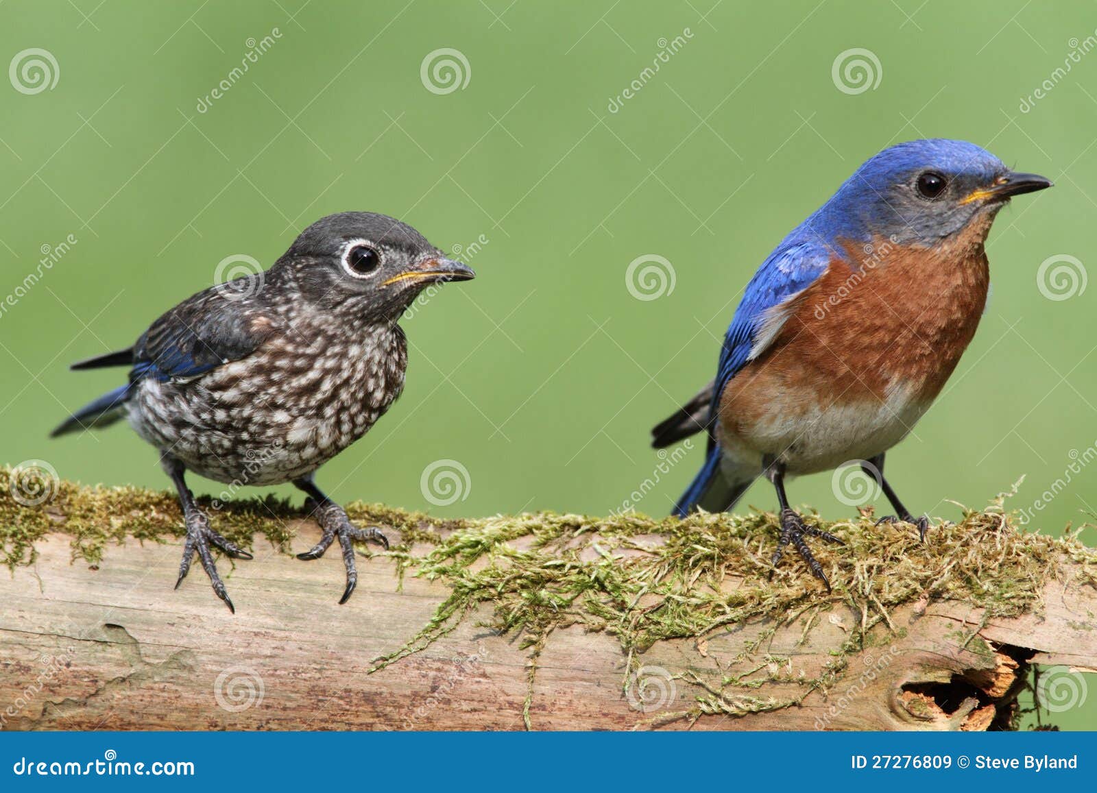 Male Eastern Bluebird with Baby Stock Image - Image of fledgling ...
