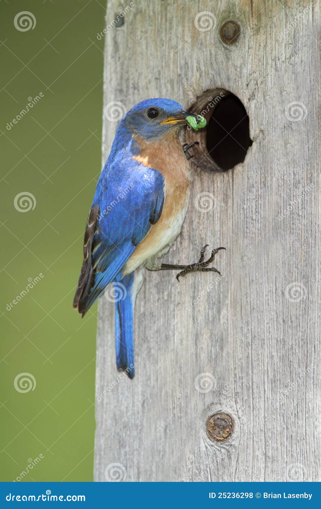 Male Eastern Bluebird Bringing a C Stock Photo - Image of vertical ...