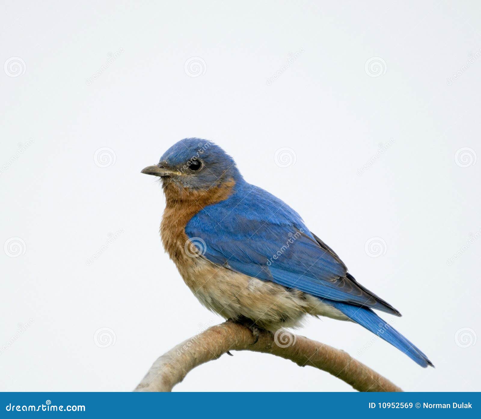 Male Eastern Bluebird Feeding Nestlings Stock Photography ...