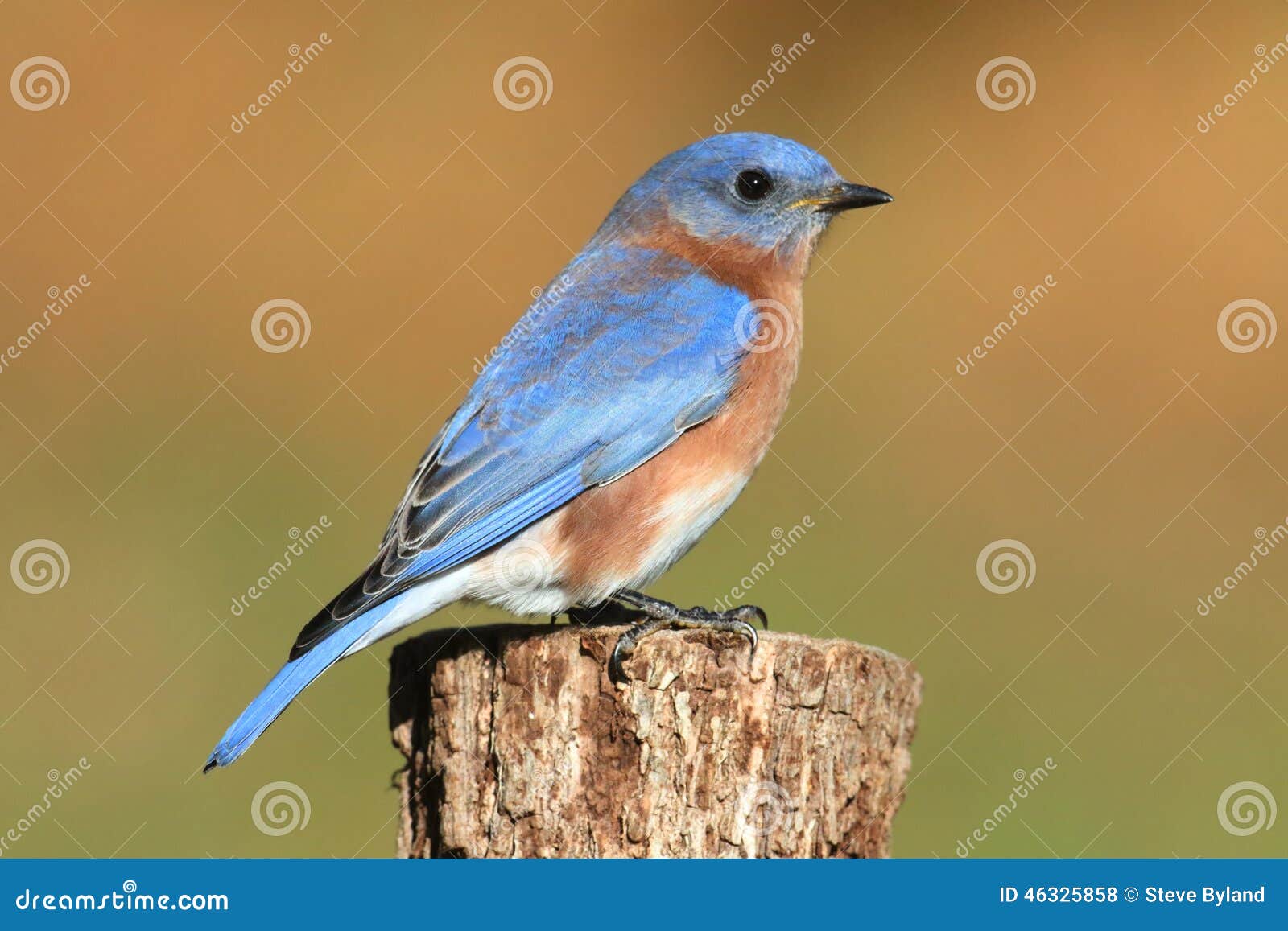 Male Eastern Bluebird stock photo. Image of wildlife - 46325858