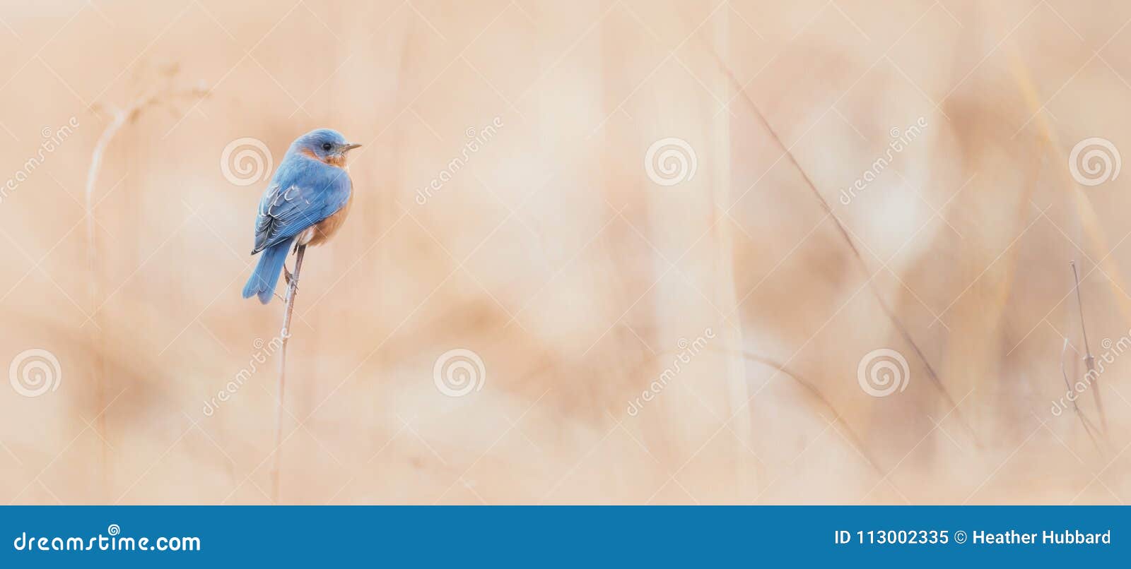 The Male Eastern Bluebird in Spring. Stock Image - Image of avian ...