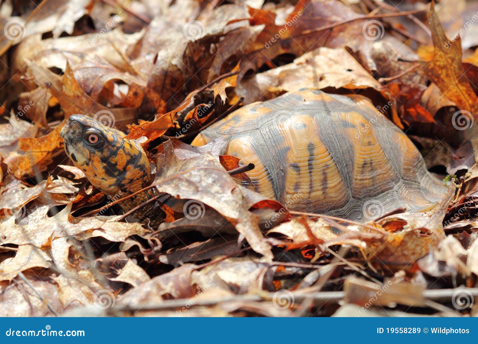 Eastern Box Turtle stock image. Image of scutes, herpetology - 19558289
