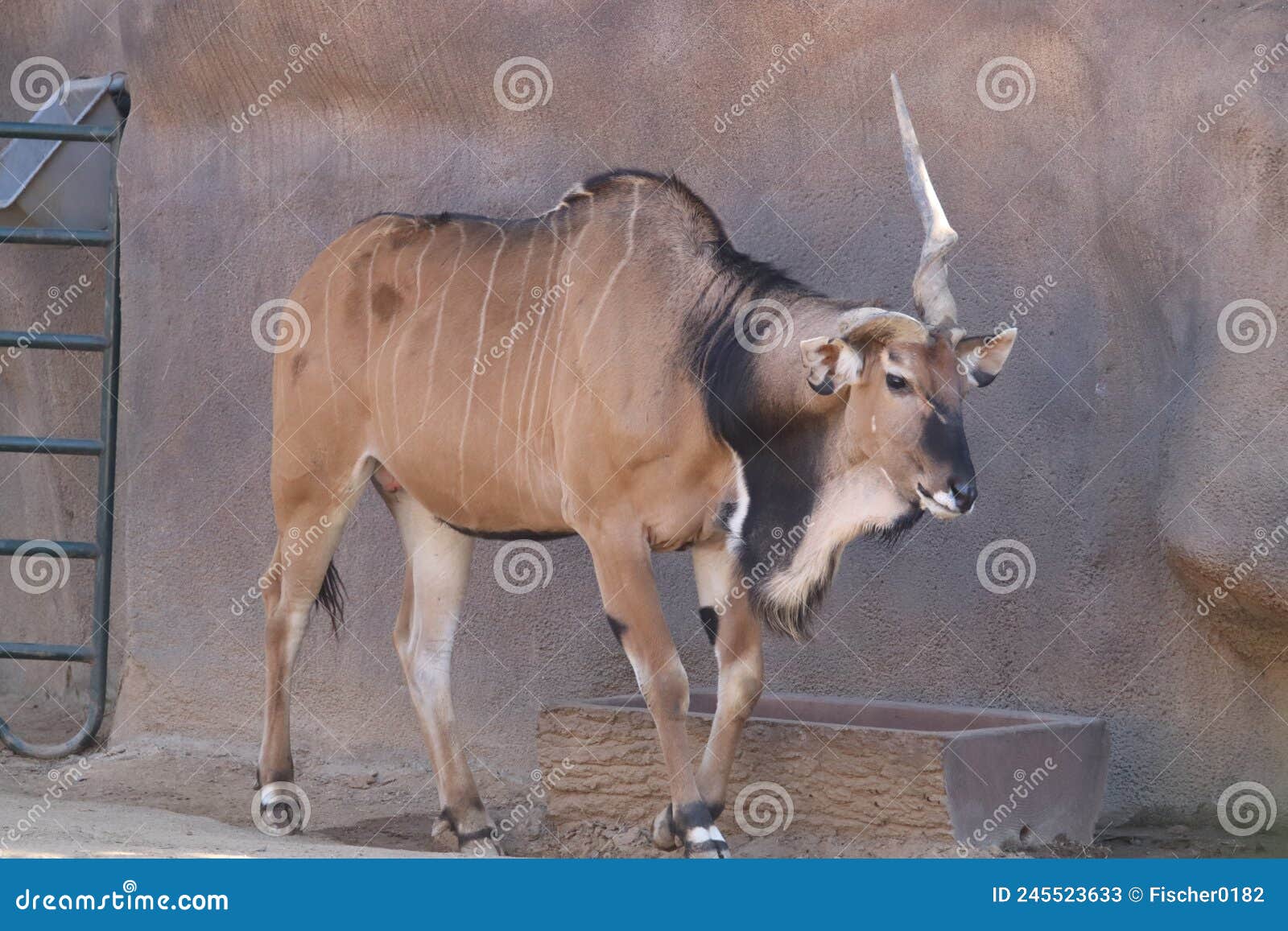 Giant Eland Herds, Shelter Under Desert Trees, Sir Baniyas Island ...
