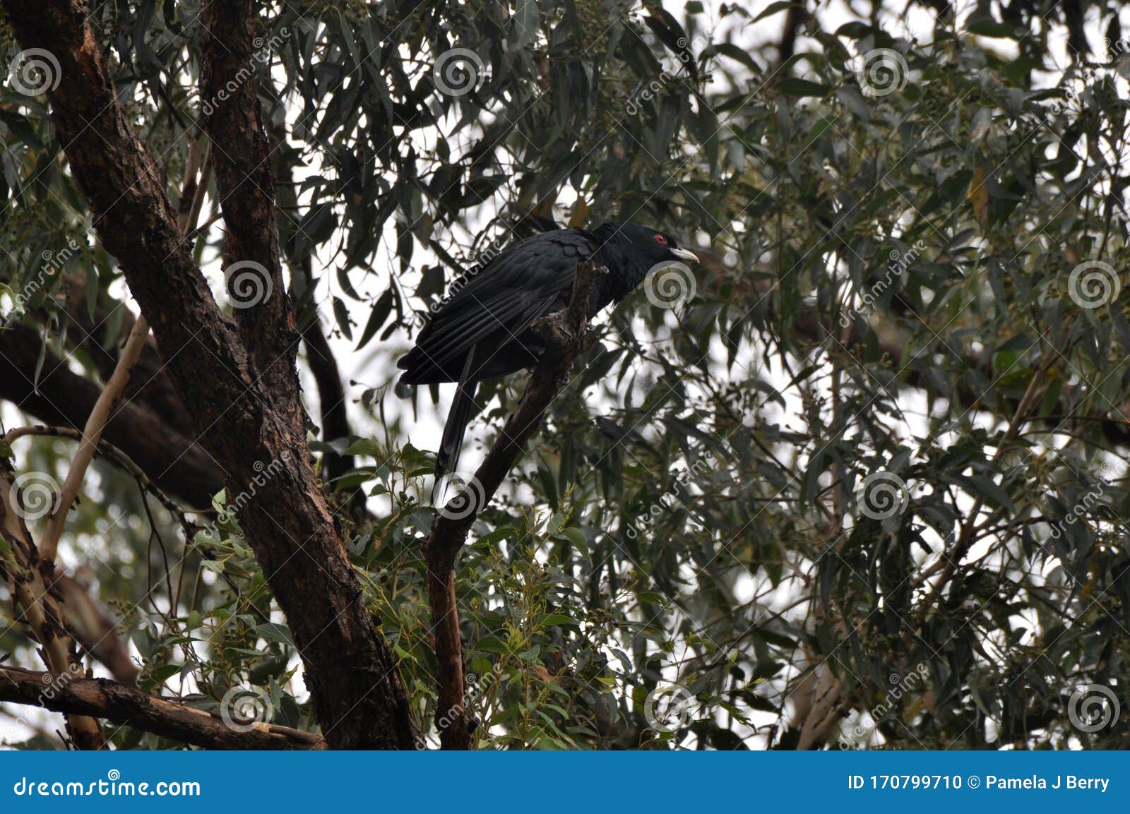 A Male Eastern Koel Bird Sitting in a Tree Stock Photo - Image of male ...
