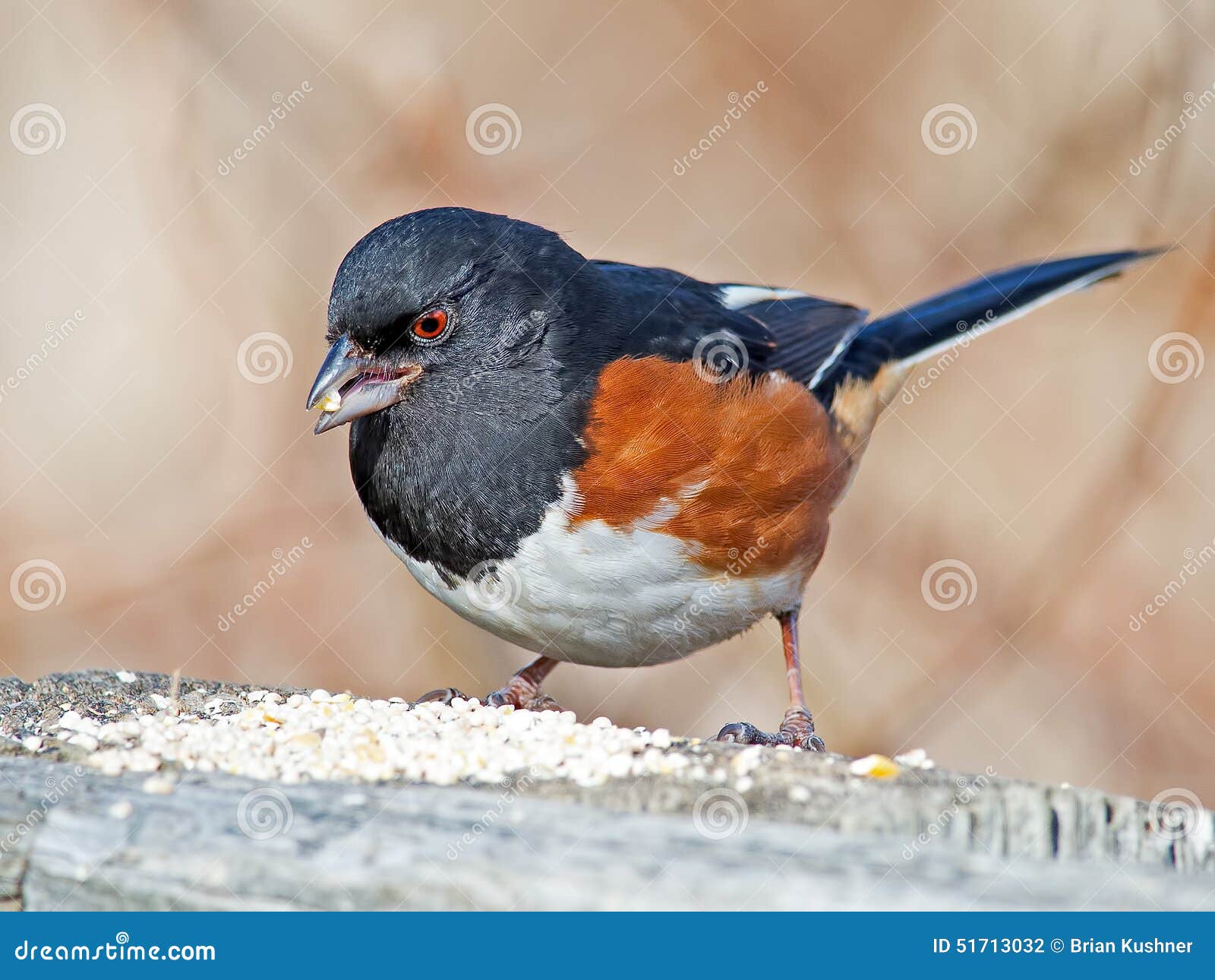 Male Eastern Towhee on Post. Stock Photo - Image of male, perched: 51713032