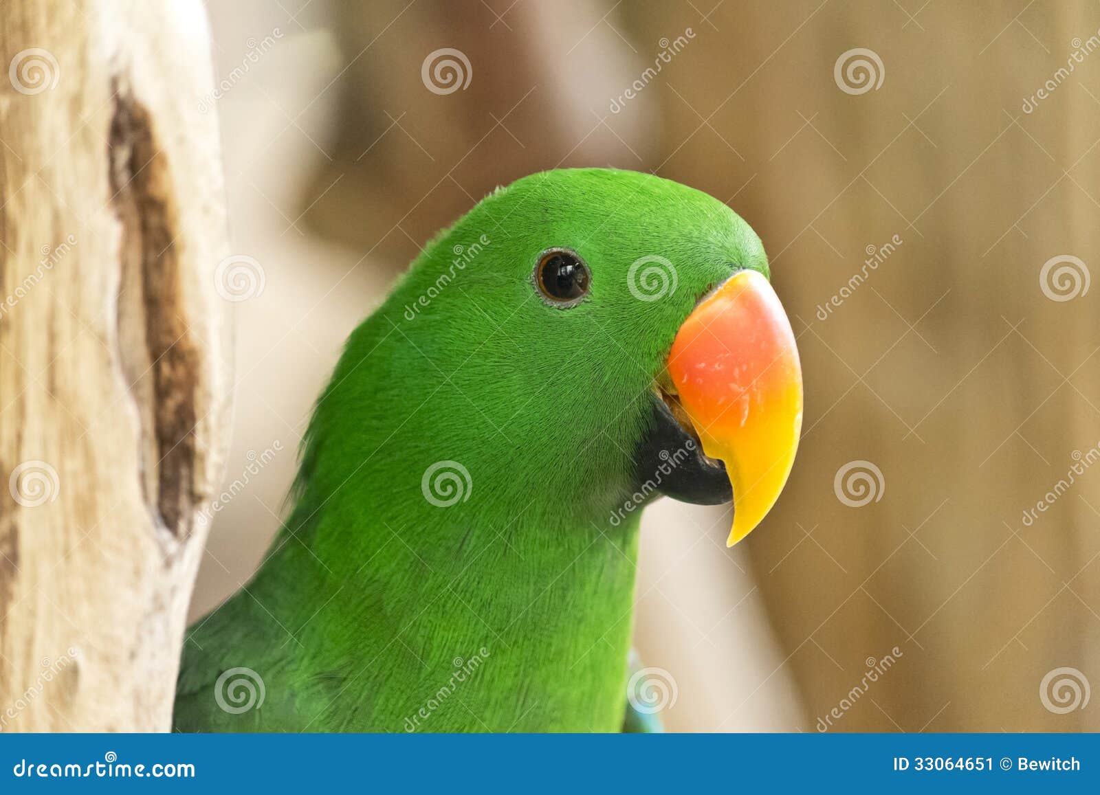 Male Eclectus Green Parrot stock image. Image of friendly - 33064651