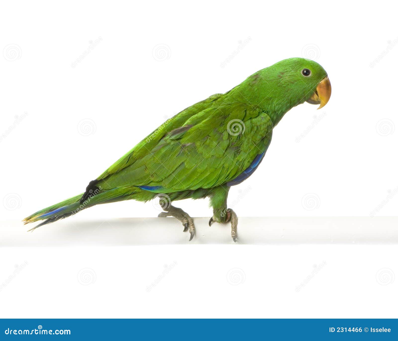 Eclectus Parrot Mutations