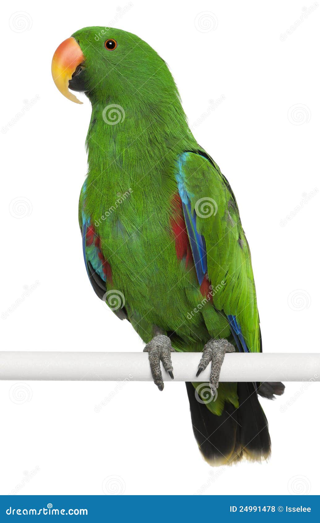 Male Eclectus Parrot stock photo. Image of wild, perching - 24991478