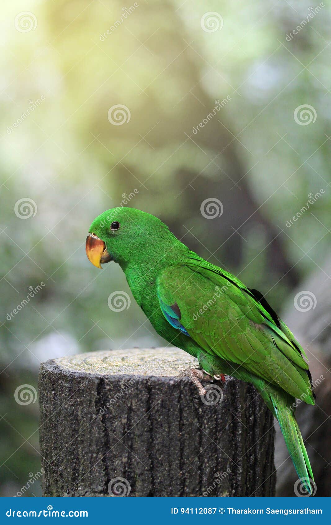 Male Eclectus Parrot, Age Three Months in Natural Park. Stock Image ...