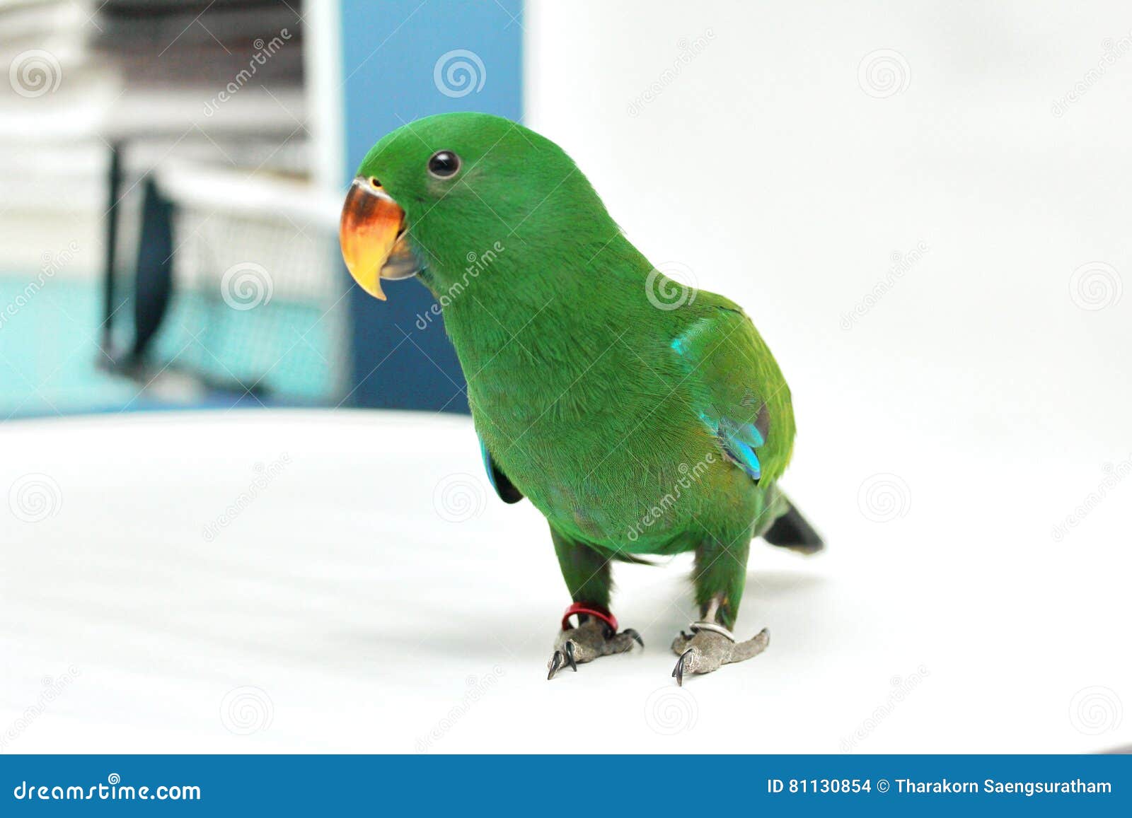 Male Eclectus Parrot, Age Two Months. Stock Photo - Image of beak ...
