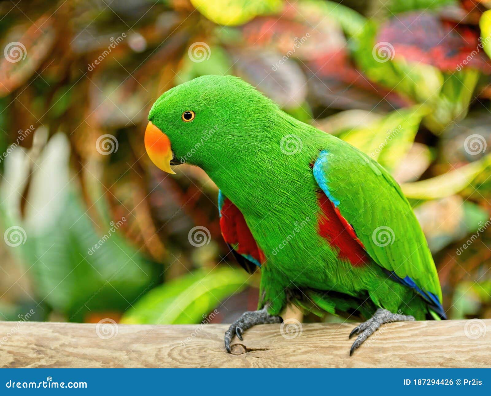 Male Eclectus parrot stock photo. Image of jungle, cute - 187294426