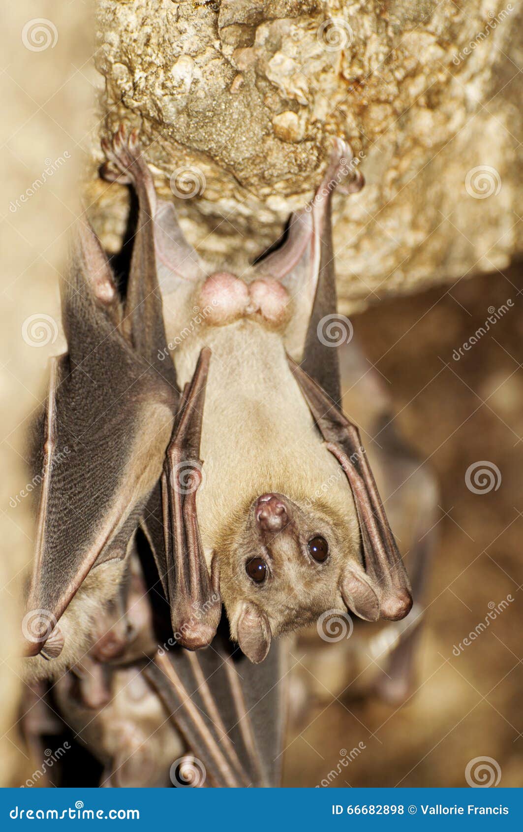 Male Egyptian fruit bat stock photo. Image of male, frugivore - 66682898