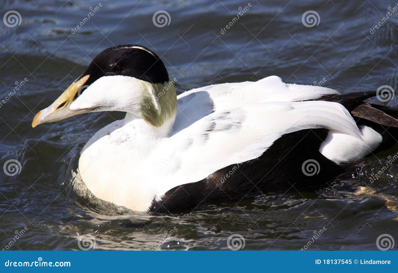 Male Eider Duck Swimming in Sea Stock Image - Image of nature, iceland ...
