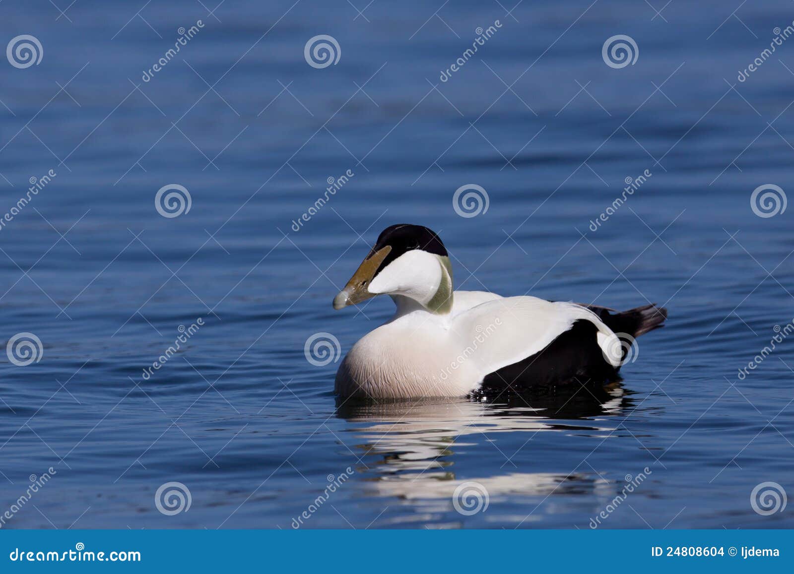 Male Eider Duck Somateria Mollissima With Spread Wings In Water Royalty ...