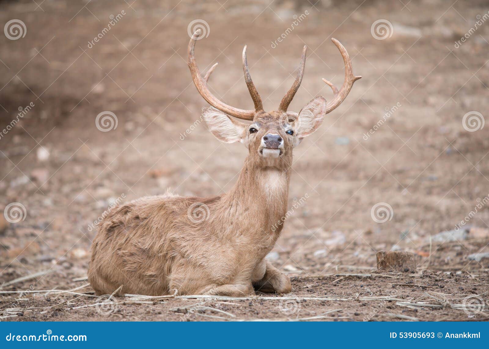 Male eld deer stock image. Image of animal, wild, field - 53905693
