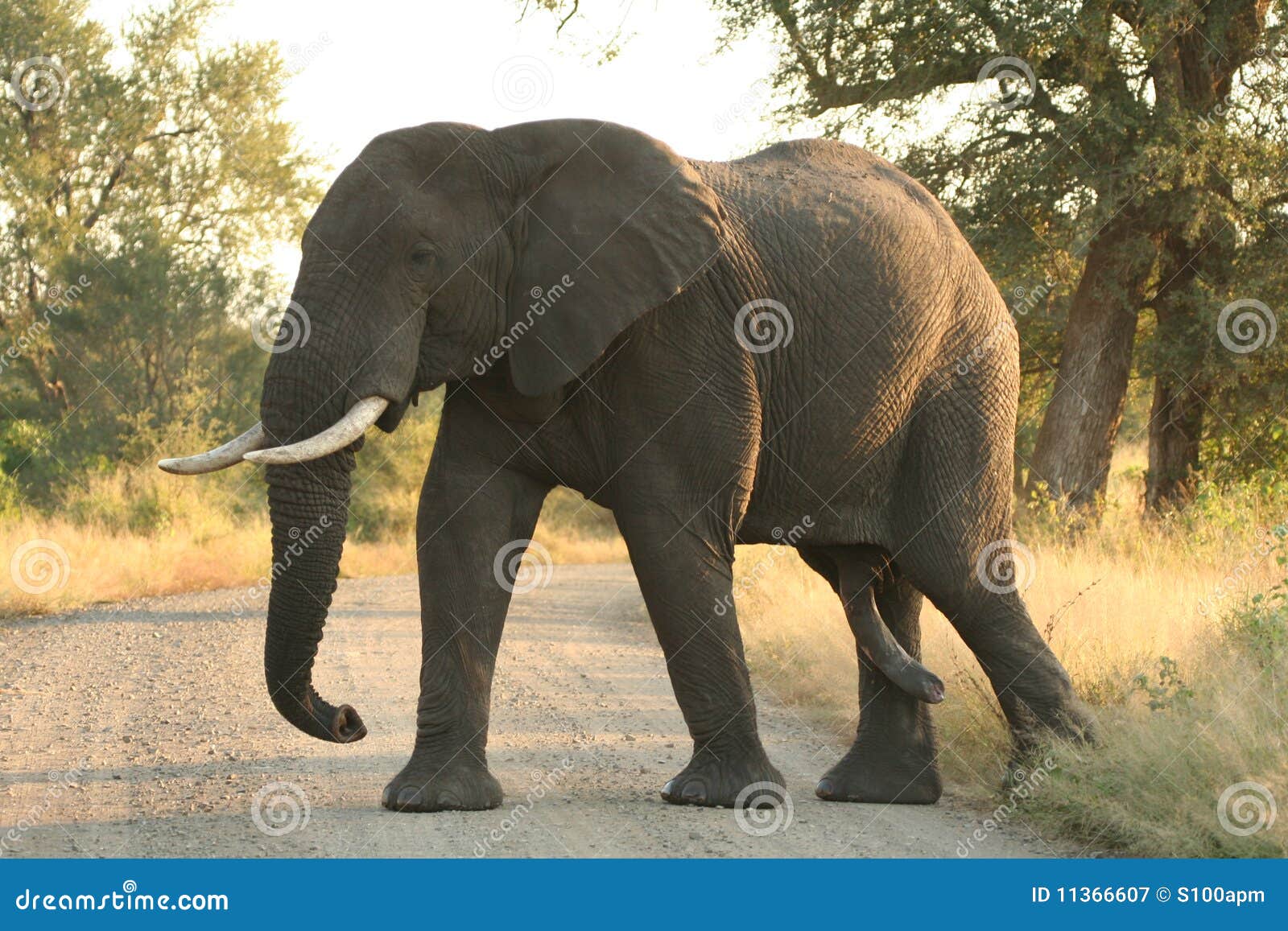 Male elephant stock image. Image of ivory, male, elephant - 11366607