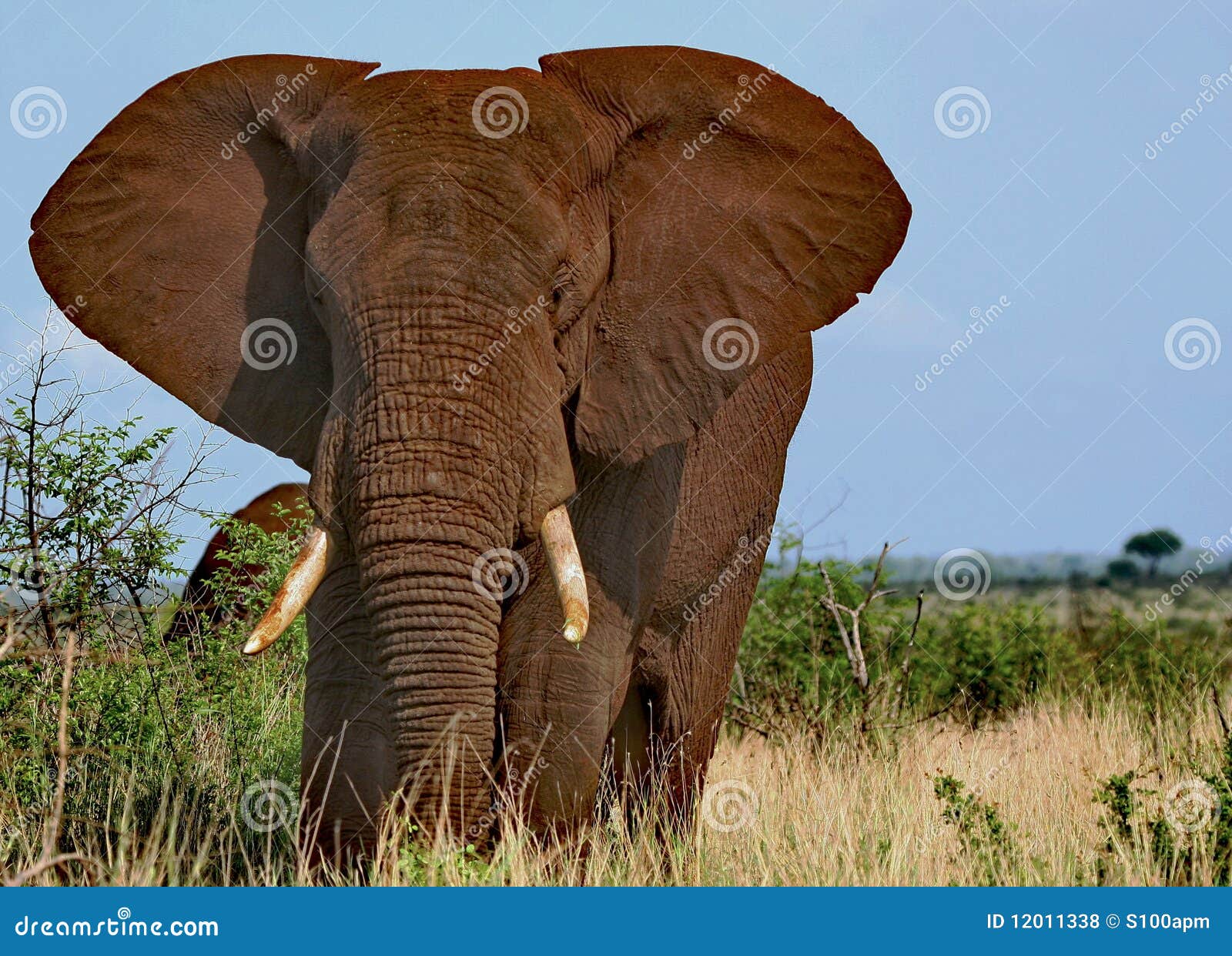 Male Elephant stock photo. Image of male, ears, tusks - 12011338