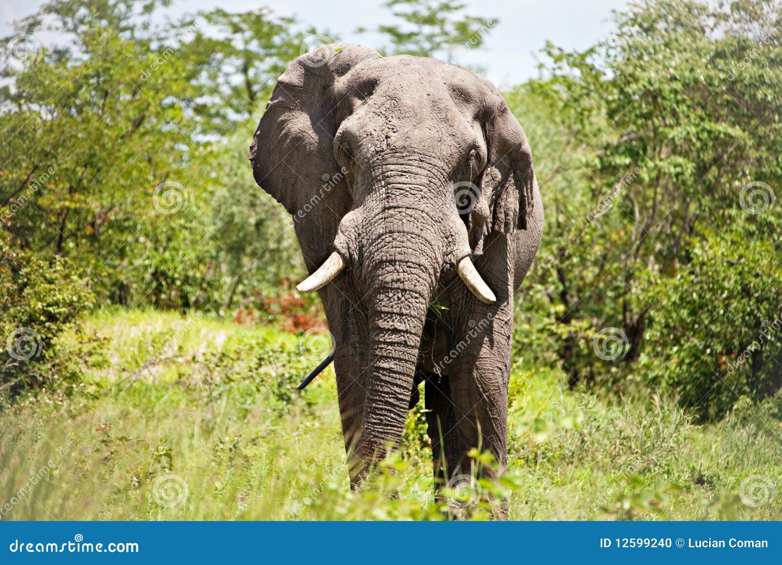Male elephant stock photo. Image of africana, okavango - 12599240