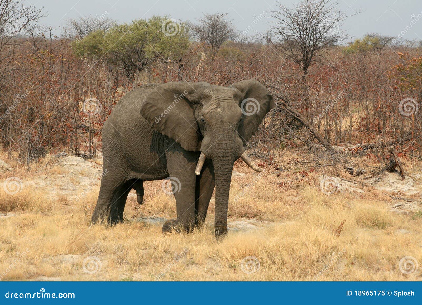 Male elephant stock image. Image of elephant, body, gentle - 18965175