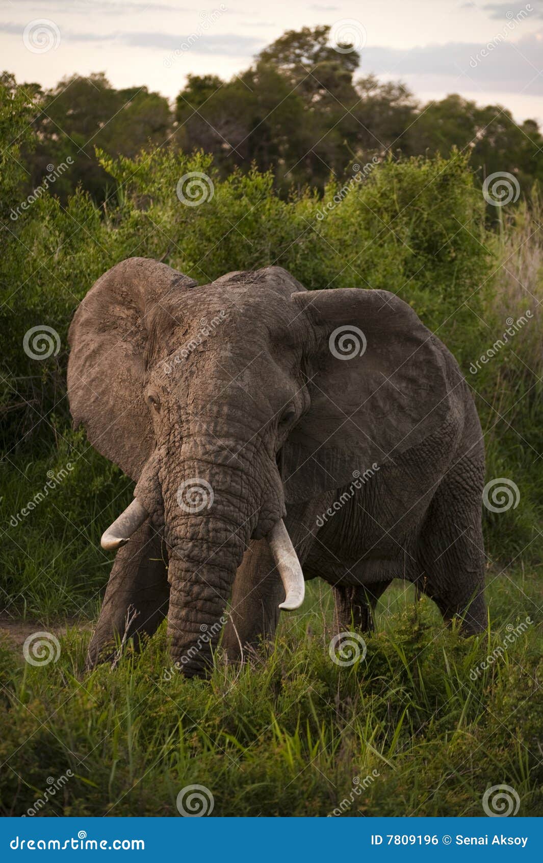 Male elephant stock photo. Image of animals, savanna, tree - 7809196