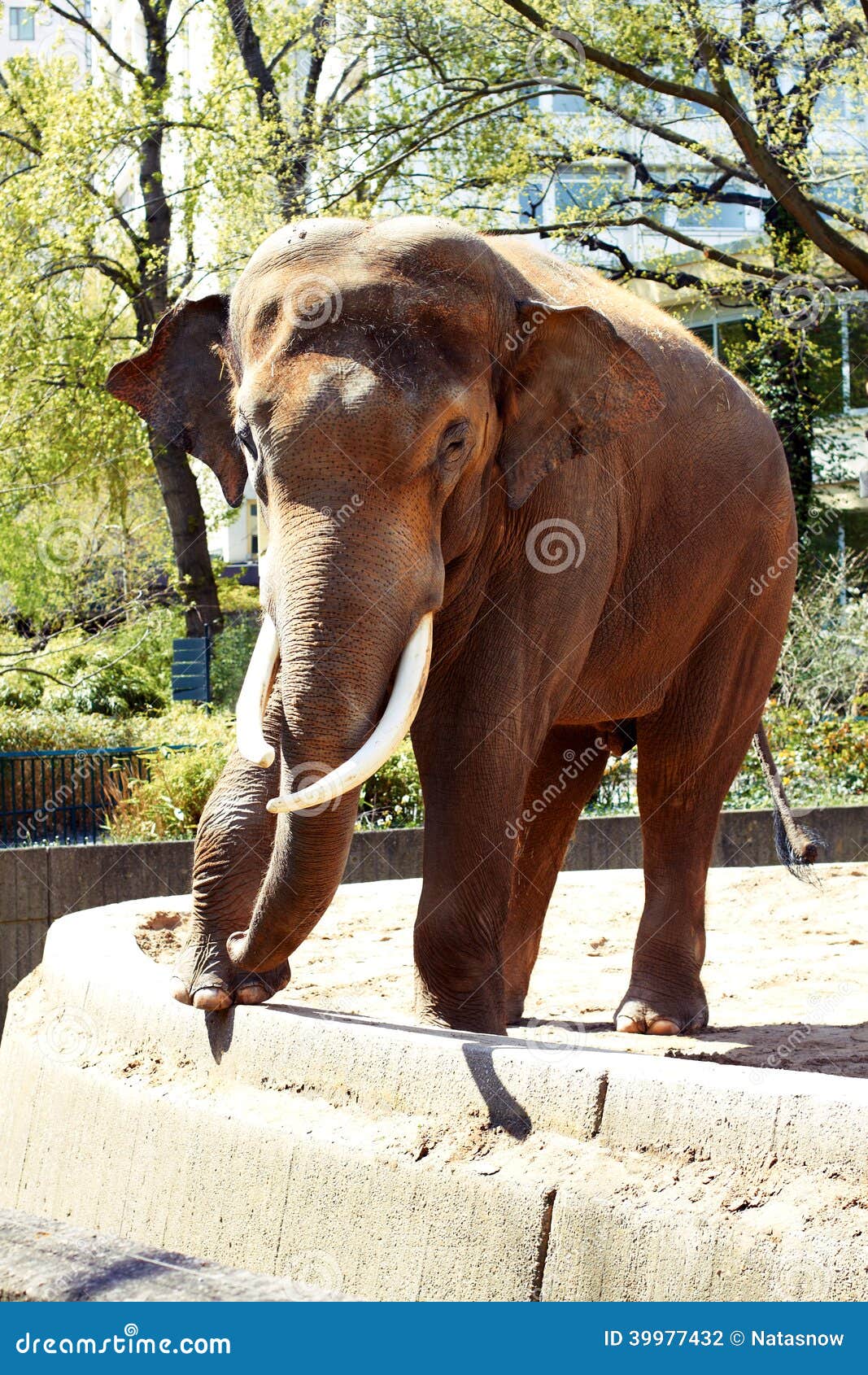 Male Elephant at the Zoo in the Spring Stock Photo - Image of indian ...