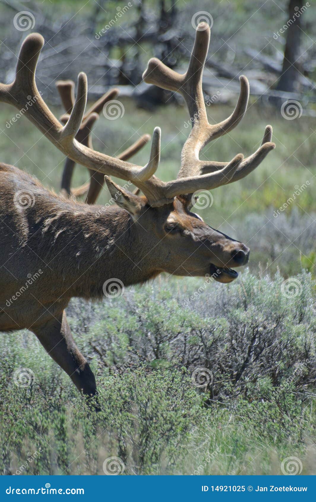 Male elk stock image. Image of antler, park, bull, deer - 14921025