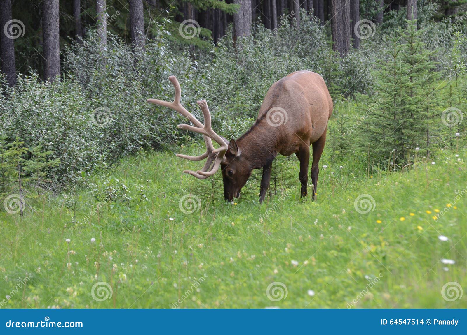 Male Elk eating grass stock photo. Image of nature, bushes - 64547514
