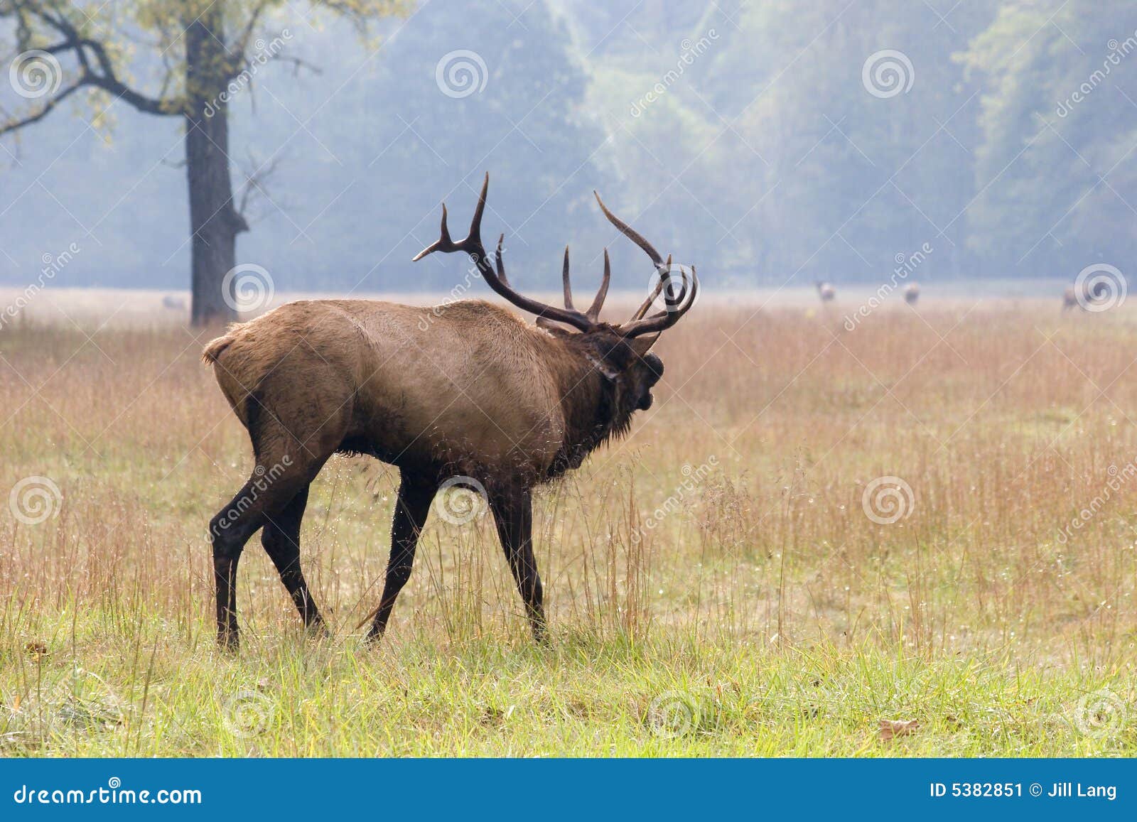 Male Elk in the Field stock image. Image of landscape - 5382851