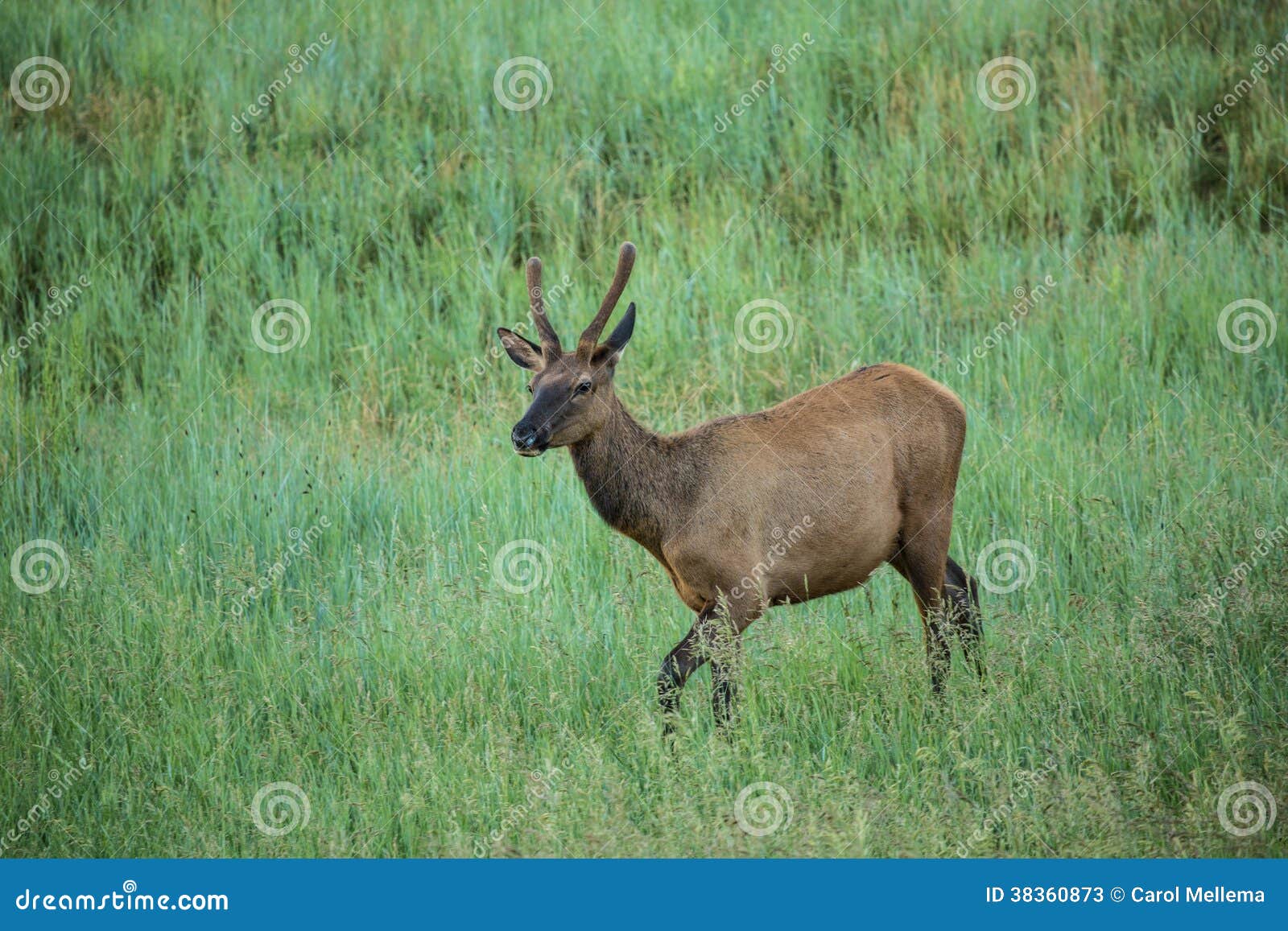 Male Elk in Grass in Colorado Stock Image - Image of untamed, antler ...