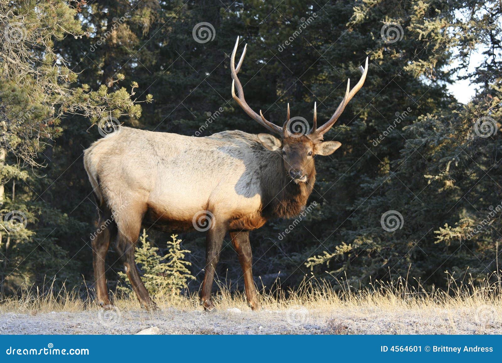 Male Elk in Jasper National Park Stock Image - Image of nature, canada ...