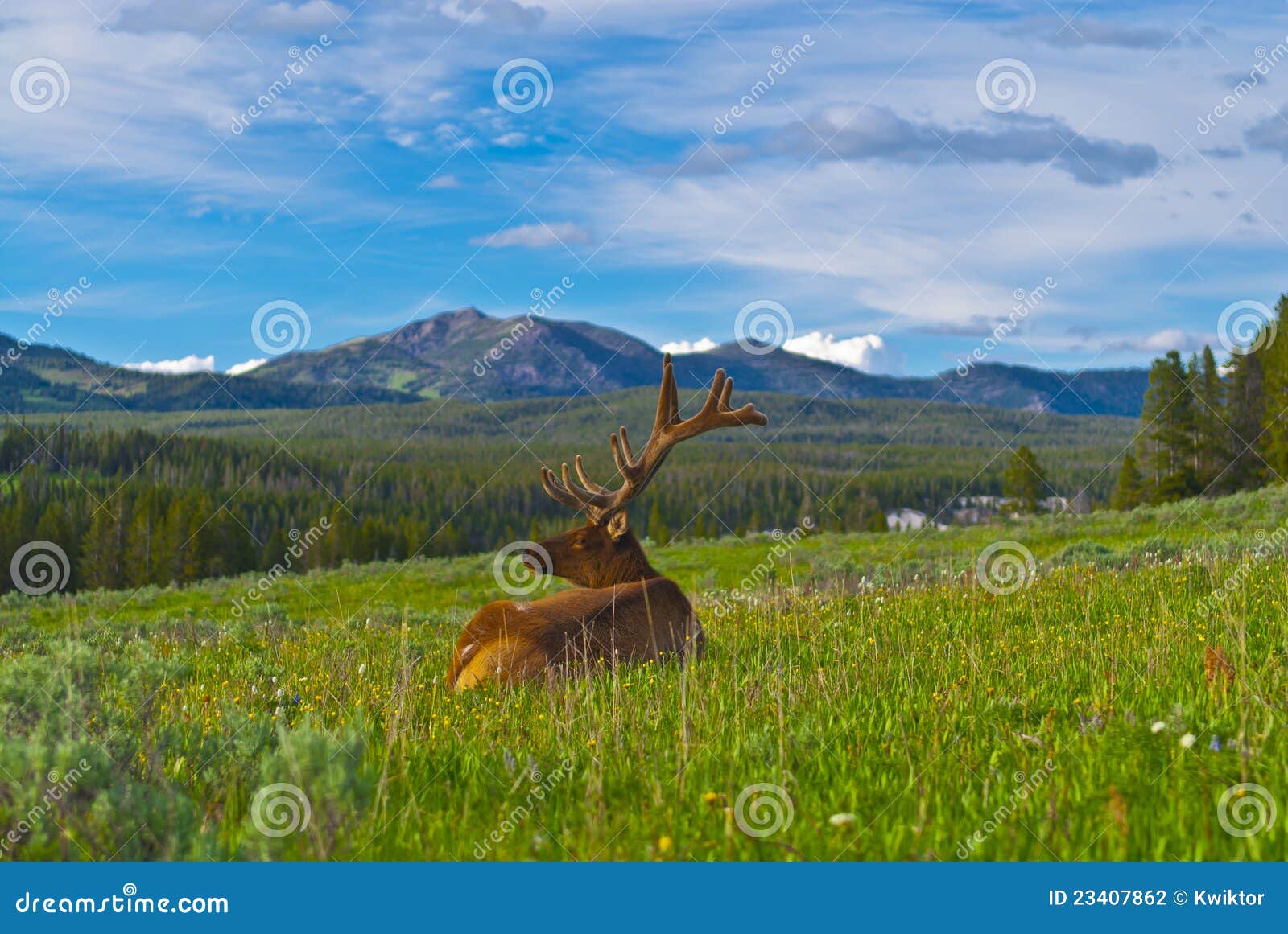 Male Elk with Large Antlers Stock Photo - Image of horn, america: 23407862
