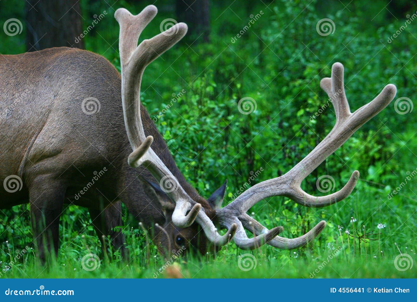 Male Elk with Large Antlers Stock Image - Image of large, mammal: 4556441
